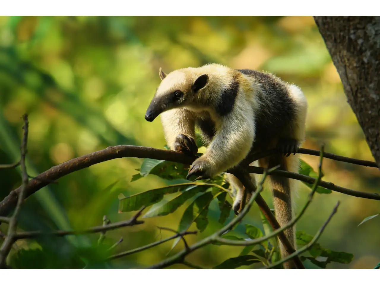 Galería de imágenes: Los Animales de la Amazonía de Ecuador