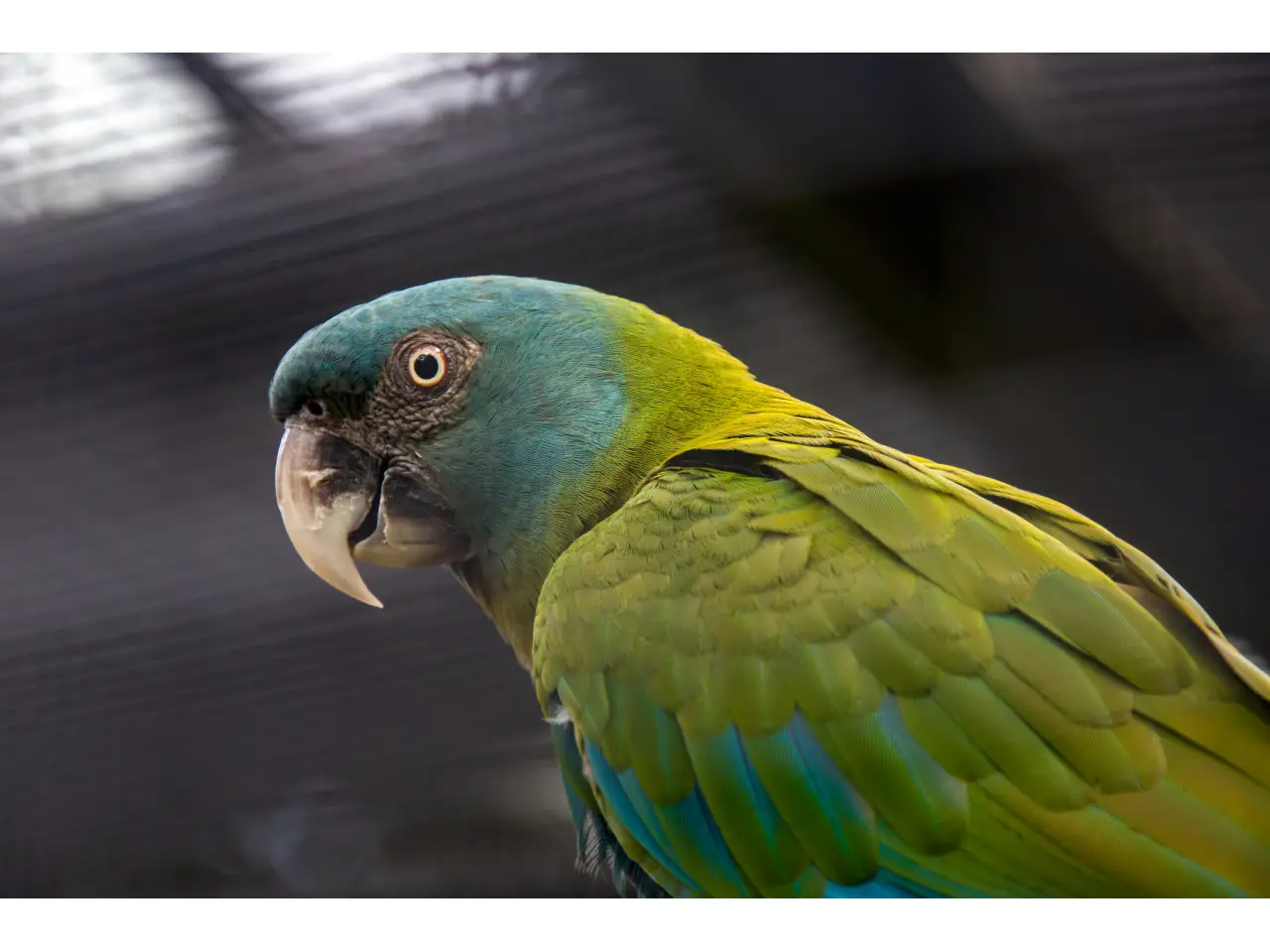 Galería de imágenes: Los Animales de la Amazonía de Ecuador