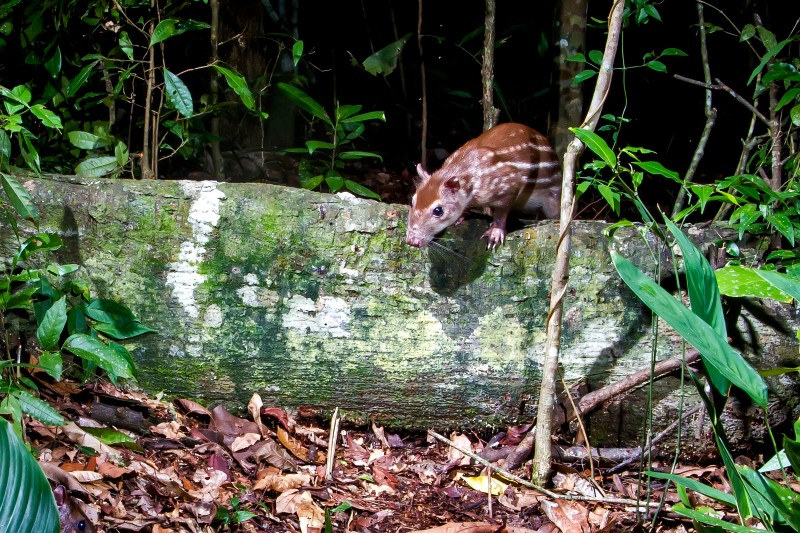 Galería de imágenes: Los Animales de la Amazonía de Ecuador