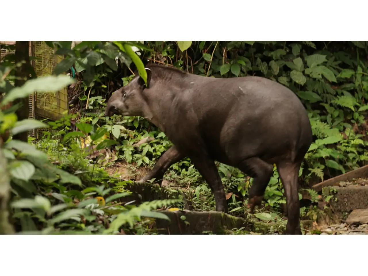 La gastronomía kichwa incluye tapires, guatusas, guantas y armadillos