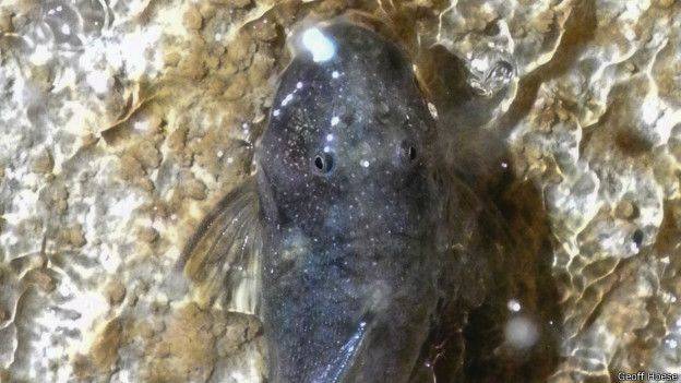 Watch: Cave-Climbing Fish Found—Is It Evolution in Action?