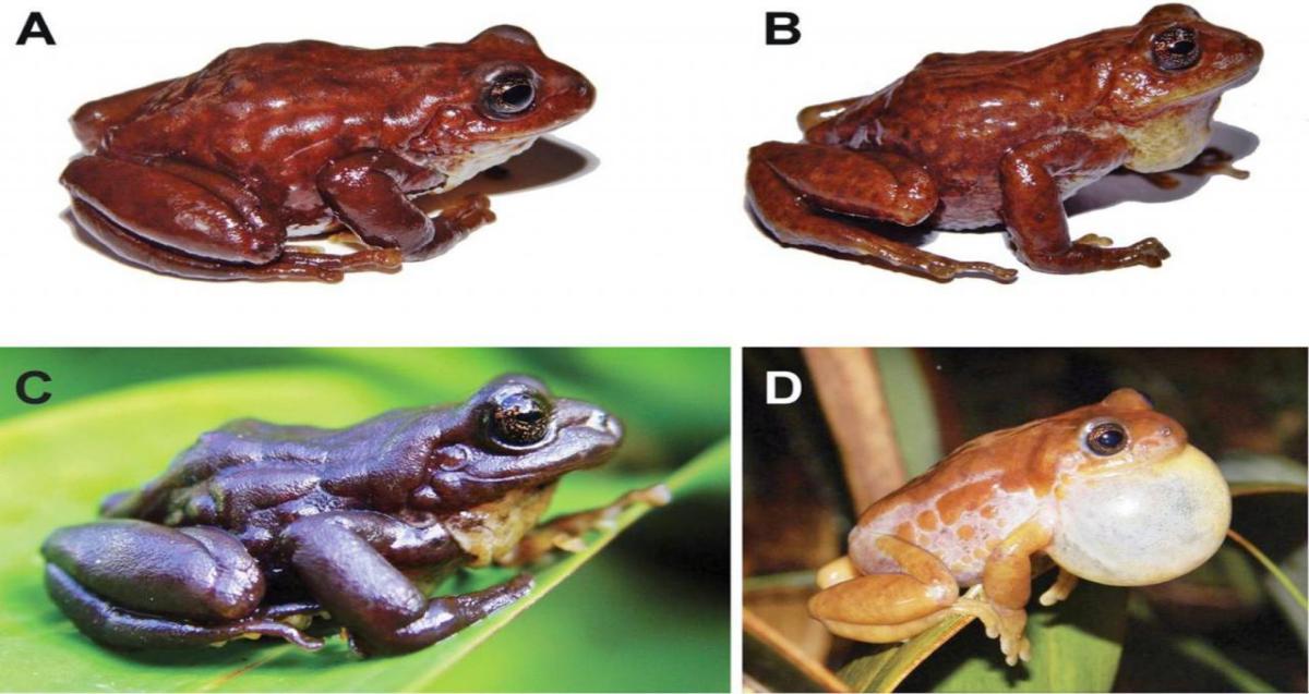 Nueva especie de sapo es descubierta en los páramos del sur de Ecuador ...